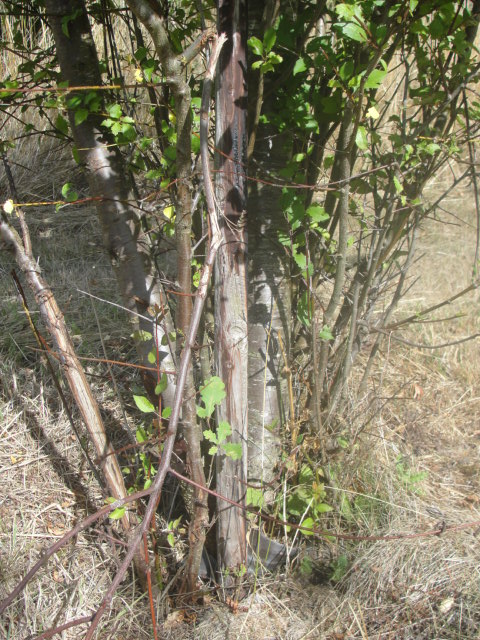 Community Orchard – Part 3 – Julia Chalkley