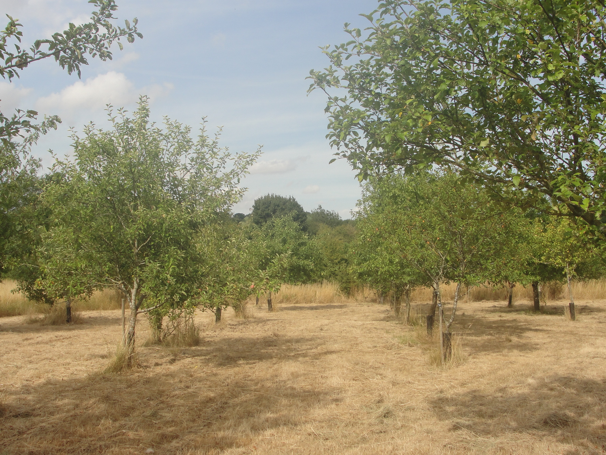 Community Orchard – part two – Julia Chalkley